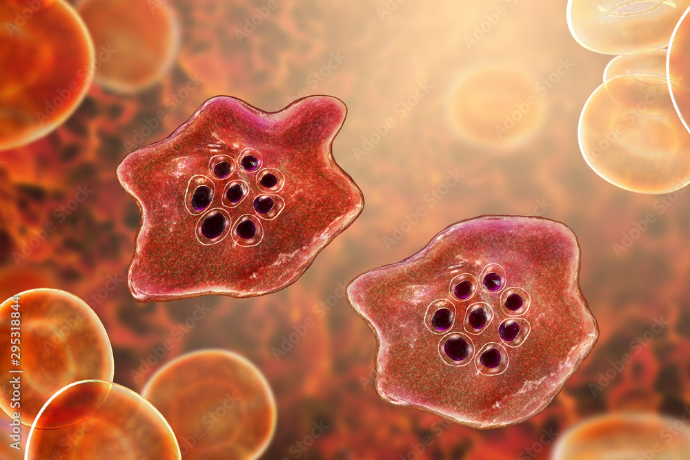 The malaria-infected red blood cell. 3D illustration showing malaria ...