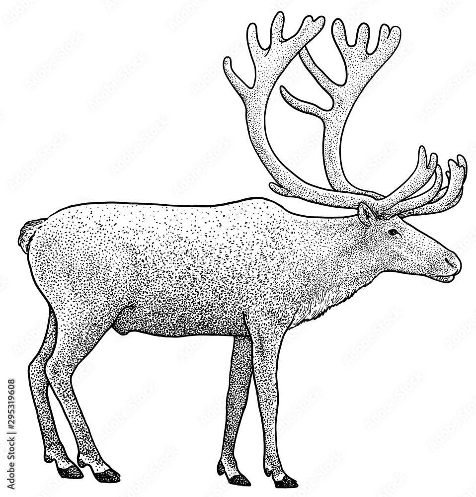 Caribou illustration, drawing, engraving, ink, line art, vector Stock ...