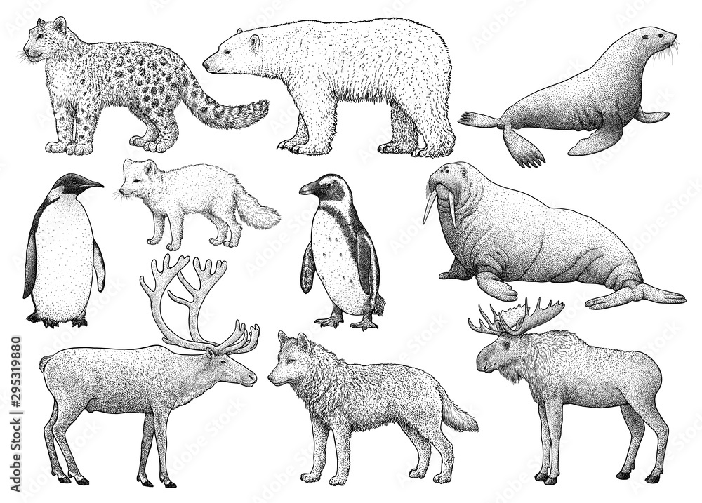Poster Cold climate animals illustration, drawing, engraving, ink, line ...