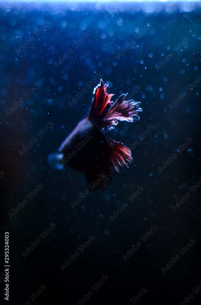Cockerel fish in blue color in aquarium, glowing silhouette and contour ...