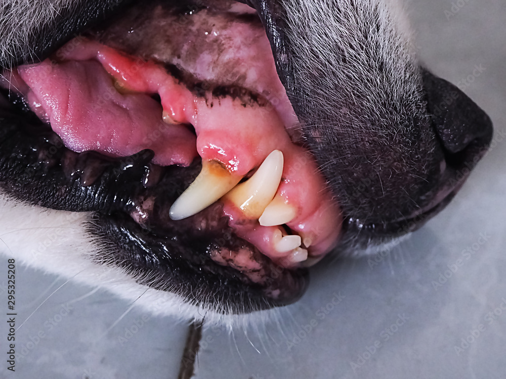In selective focus of dog teeth problem,plaque,,sign of disease ...