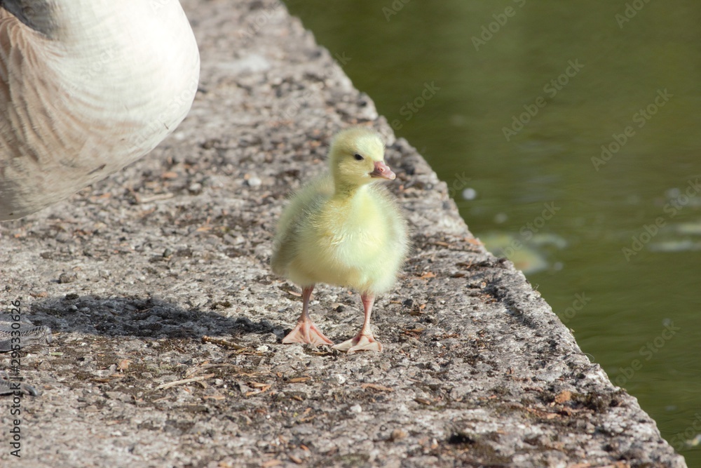 A Canada/Emden Goose hybrid gosling standing next to its mother at ...