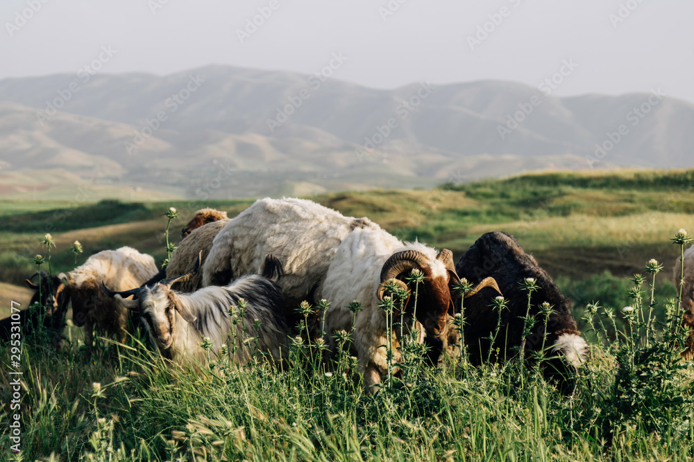 Iraqi Kurdistan landscape view of the Zagros mountains and herds of ...
