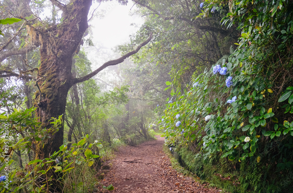 Stockfoto Foggy hiking path in the forest in Levada do Caldeirao Verde ...