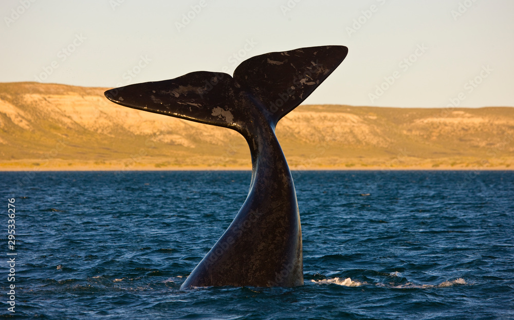 Ballena franca austral o meridional (Euabalaena australis),Puerto ...