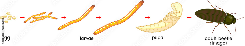 Life cycle of Click beetle (wireworm). Sequence of stages of ...