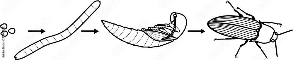 Coloring page. Life cycle of Click beetle (wireworm). Sequence of ...