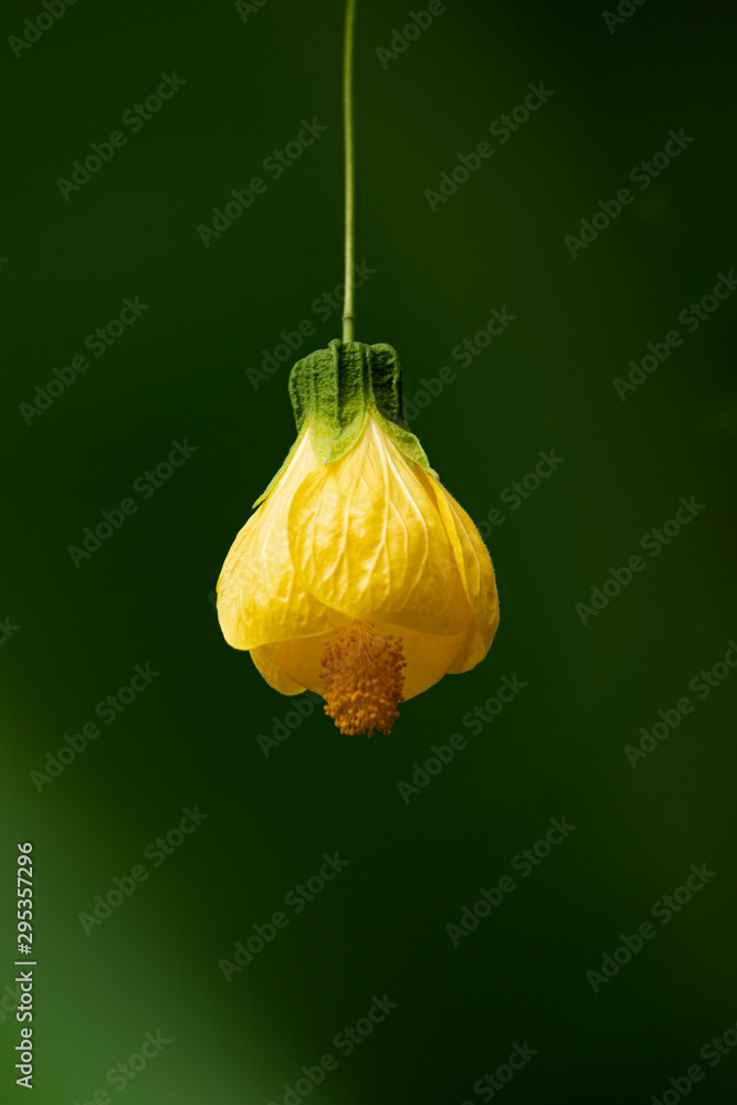 Yellow flower of the Hairy Indian mallow also known as Flowering mape ...