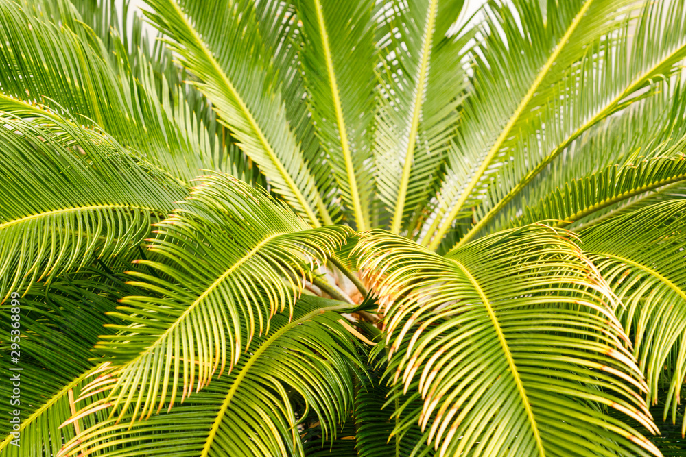 Close-up view of the flower of the sago palm tree (Cycas revoluta ...
