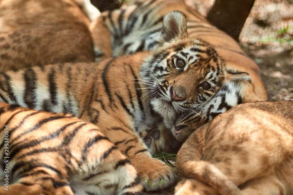 Little tiger cubs outdoors. Tiger kindergarten. Wild animals in nature ...