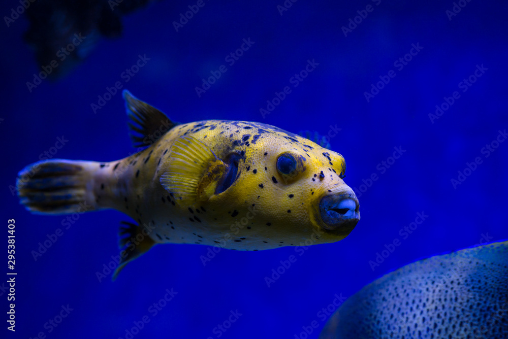Saltwater Aquarium Puffer Fish
