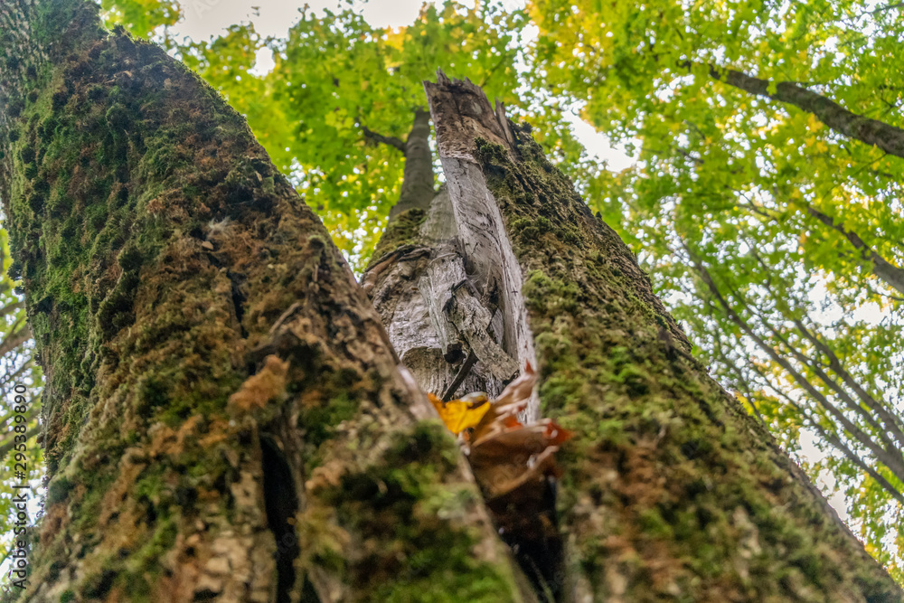 V-Tree. Split tree in half in the forest against the crowns of other ...
