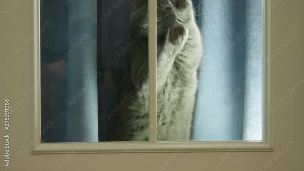Cat trying to go out and scratches in the closed window. Cat asks to go ...