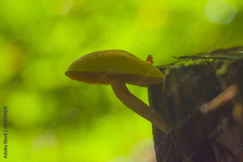 Autumn in the forest, single lamellar honey fungus, fungus, fungi ...