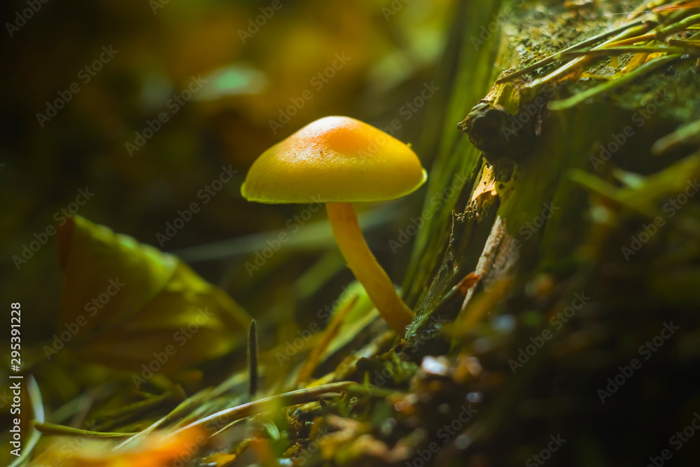 Autumn in the forest, single lamellar honey fungus, fungus, fungi ...