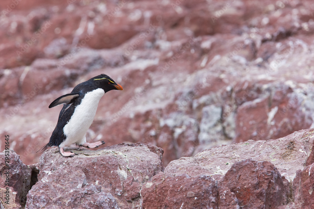 Pingüino de Penacho Amarillo (Eudyptes chrysocome), Isla Pingüino ...