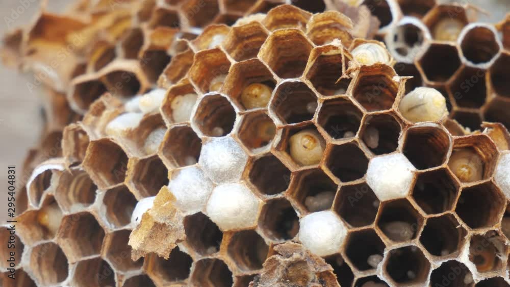 Stockvideon paper a wasp nest and the larvae inside the individual ...