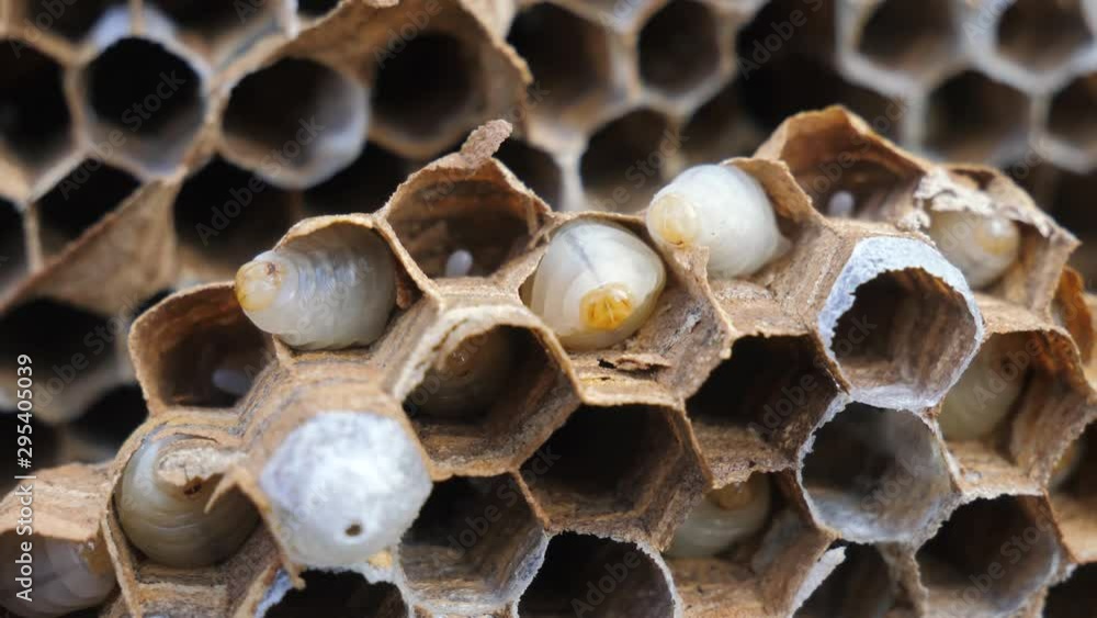 paper a wasp nest and the larvae inside the individual lifestyle cells ...