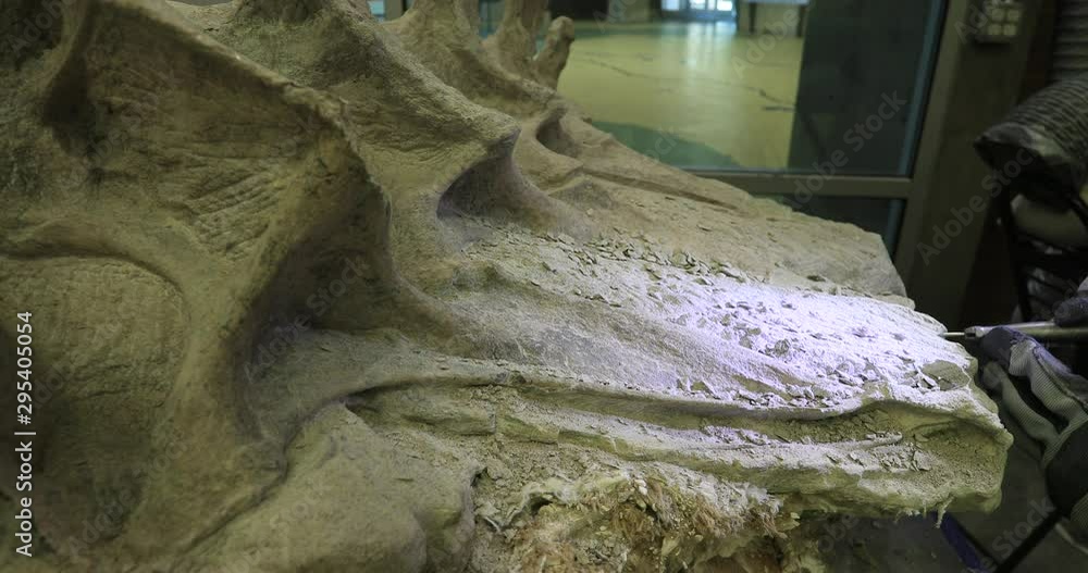 Paleontologist scientist Dinosaur fossil bone work. Paleontology ...