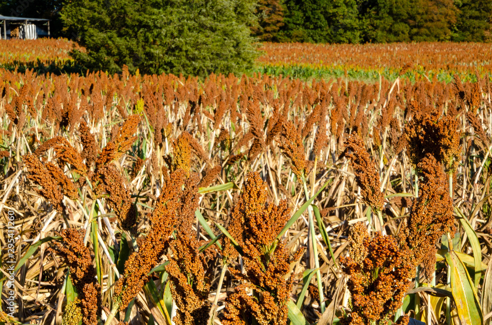Milo Grain