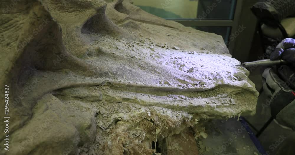 Science Paleontologist Dinosaur fossil bone work. Paleontology ...