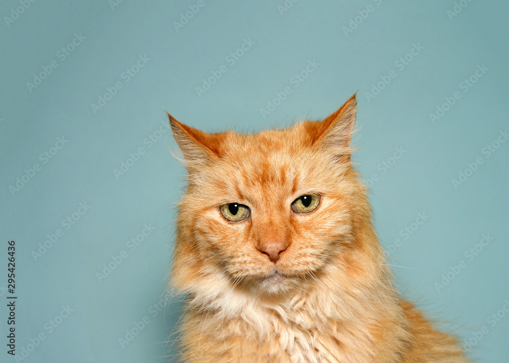 Fluffy Dark Orange Cat
