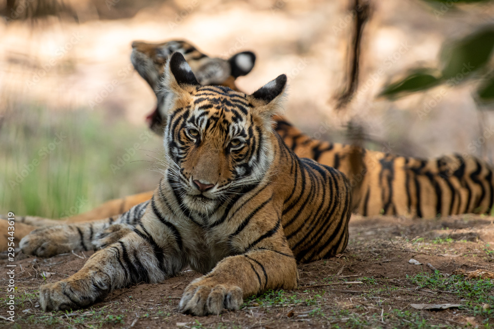 tiger cub headshot or head shot - panthera tigris Stock Photo | Adobe Stock