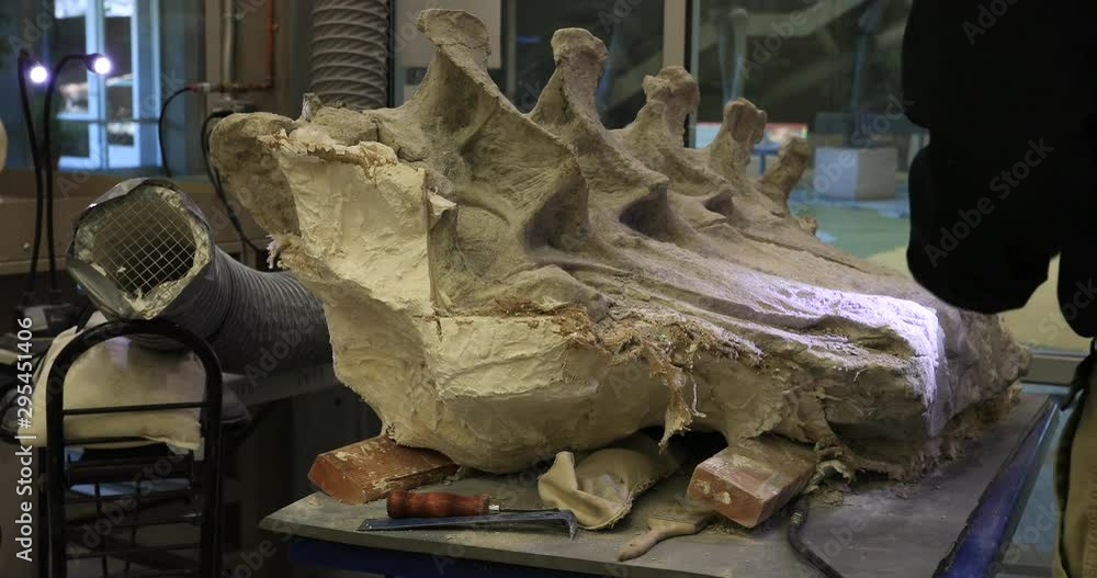 Dinosaur bone fossil Paleontologist working science. Paleontology ...