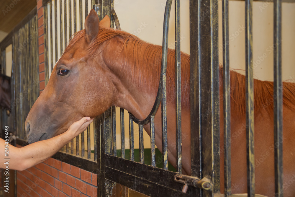 The people hand touches the muzzle of the horse with your hand. Trust ...