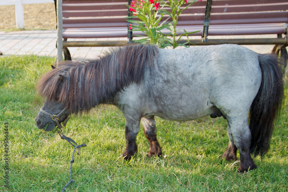 Dwarf Miniature Horses