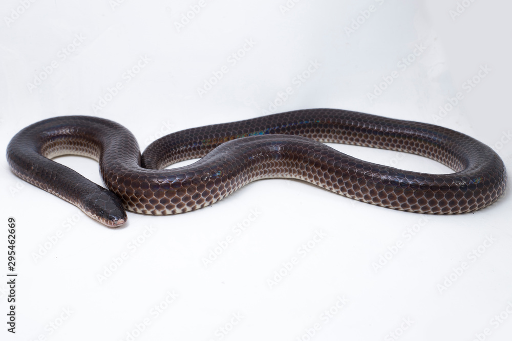Xenopeltis unicolor. Common names: sunbeam snake is a non-venomous ...