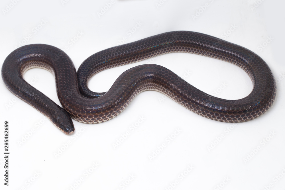 Xenopeltis unicolor. Common names: sunbeam snake is a non-venomous ...