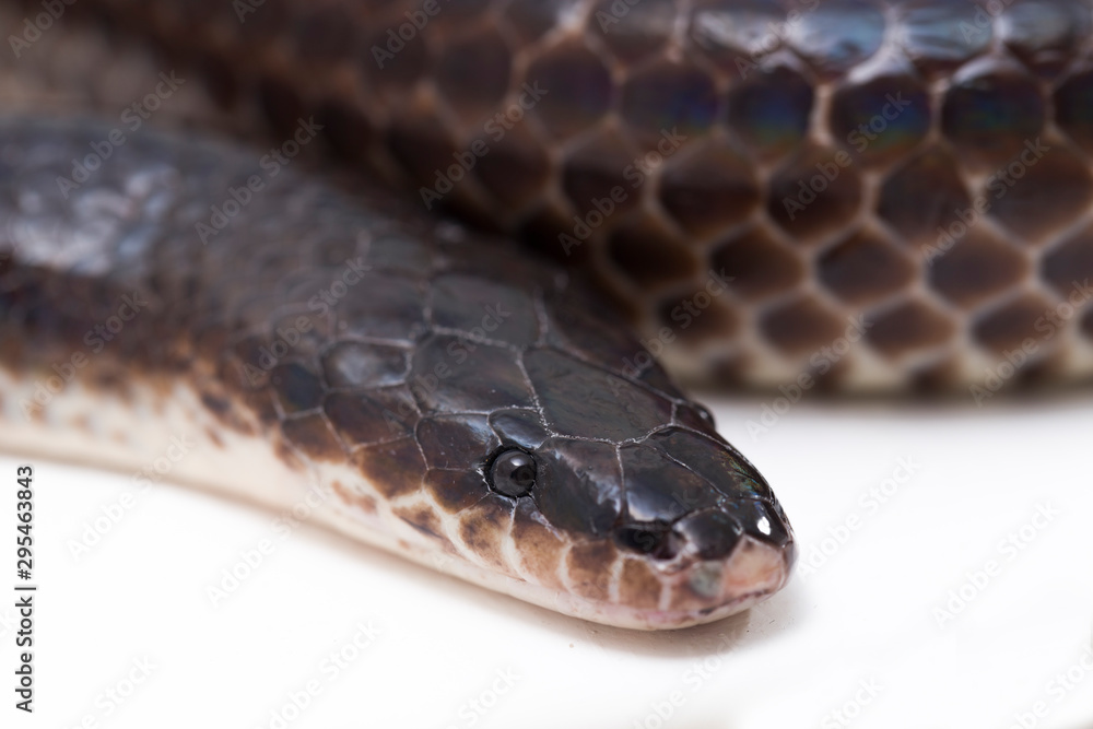 Xenopeltis unicolor. Common names: sunbeam snake is a non-venomous ...