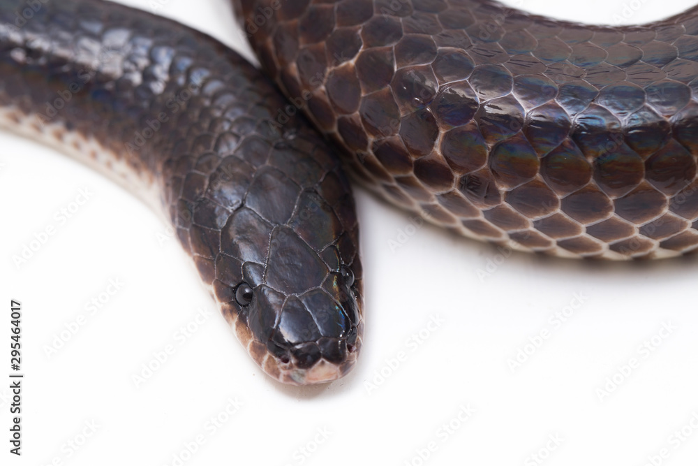 Xenopeltis unicolor. Common names: sunbeam snake is a non-venomous ...