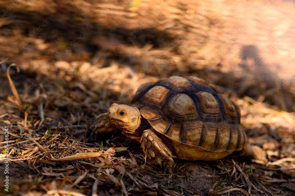 Giant African spurred tortoise (Centrochelys sulcata), also called the ...