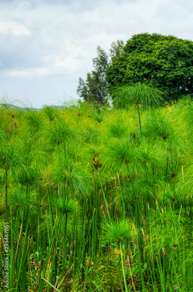 Field cultivation of green palm kernel plants. Nature an plants concept ...