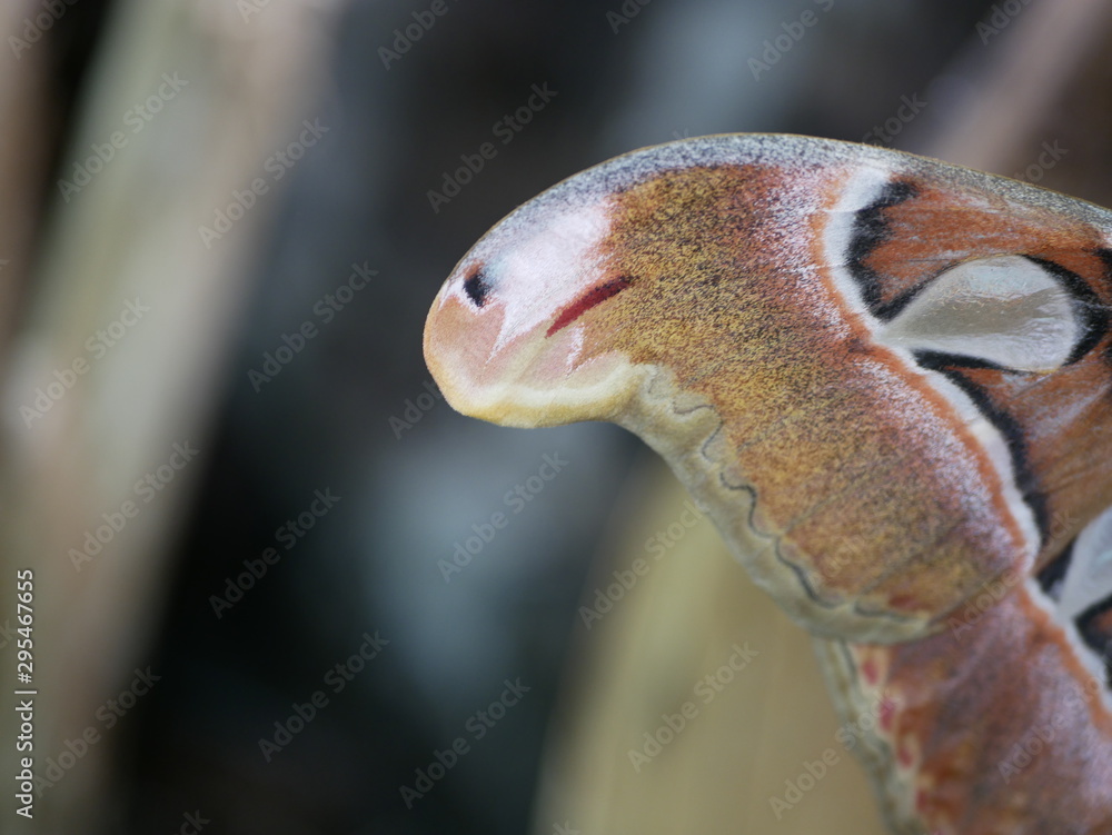 Part of the wing of the peacock-eyed Atlas butterfly is similar to the ...