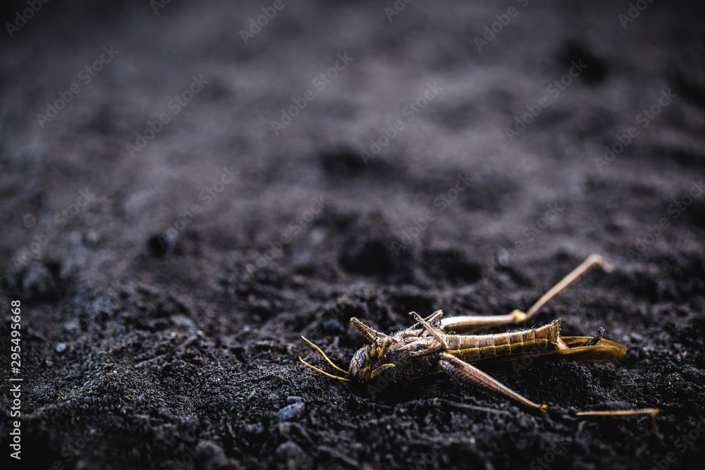 insect killed due to poison or excess pesticides. Grasshopper or ...