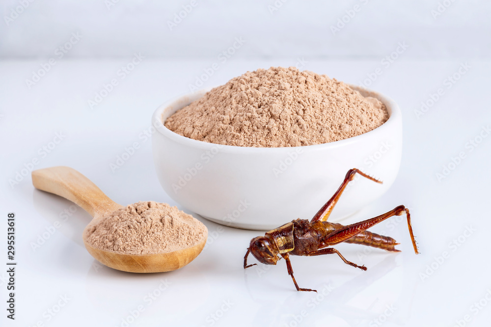 Grasshopper insect powder. Orthoptera flour for Insects eating as food ...