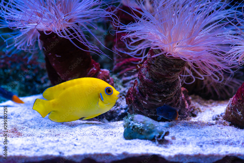 Lemonpeel Angelfish