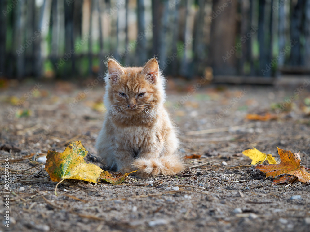 Autumn Kitten