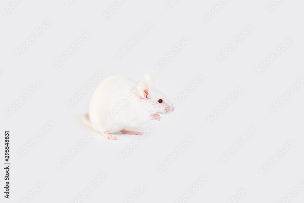 One white mouse,rat sits on a white background. Back view.Copy space 素材 ...