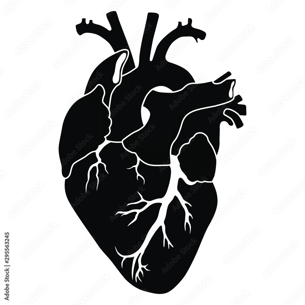 Anatomical Heart Silhouette