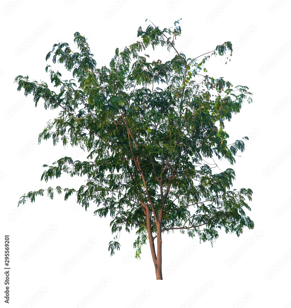 1 tree of Leucaena leucocephala taken in Thailand Stock Photo | Adobe Stock