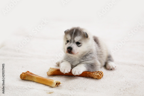 Are Bones Safe For Siberian Husky Puppies