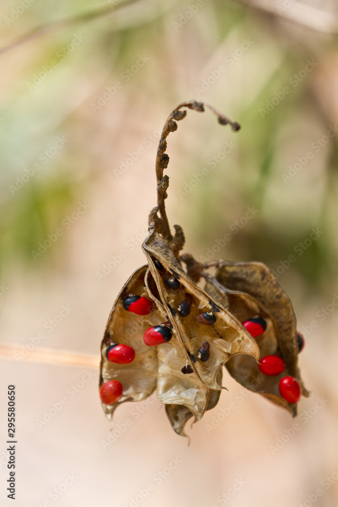 rosary pea or precatory bean (Abrus precatorius) in the wild Stock ...