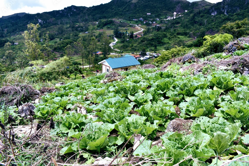 Cabbage field at the mountain in the Philippines Stock Photo | Adobe Stock