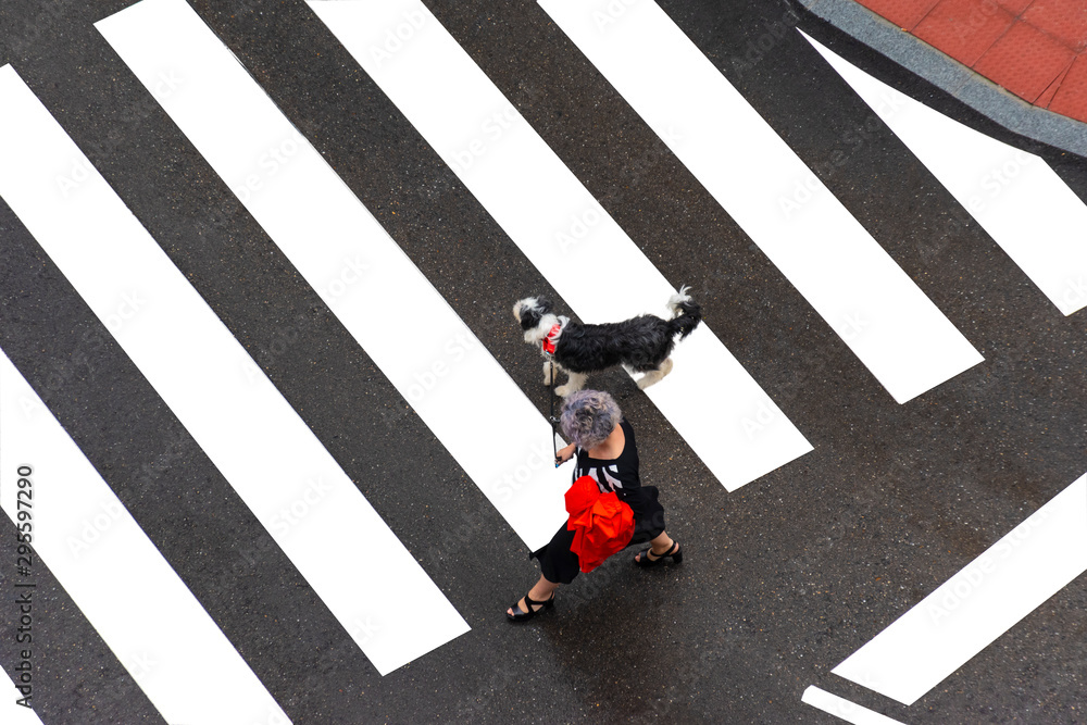 mujer paseando con su perro y cruzando por un paso de cebra foto de ...