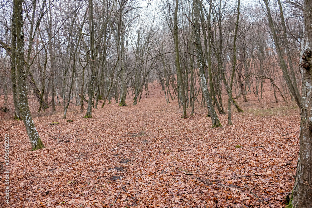 Hoia Baciu Forest. The World Most Haunted Forest with a reputation for ...