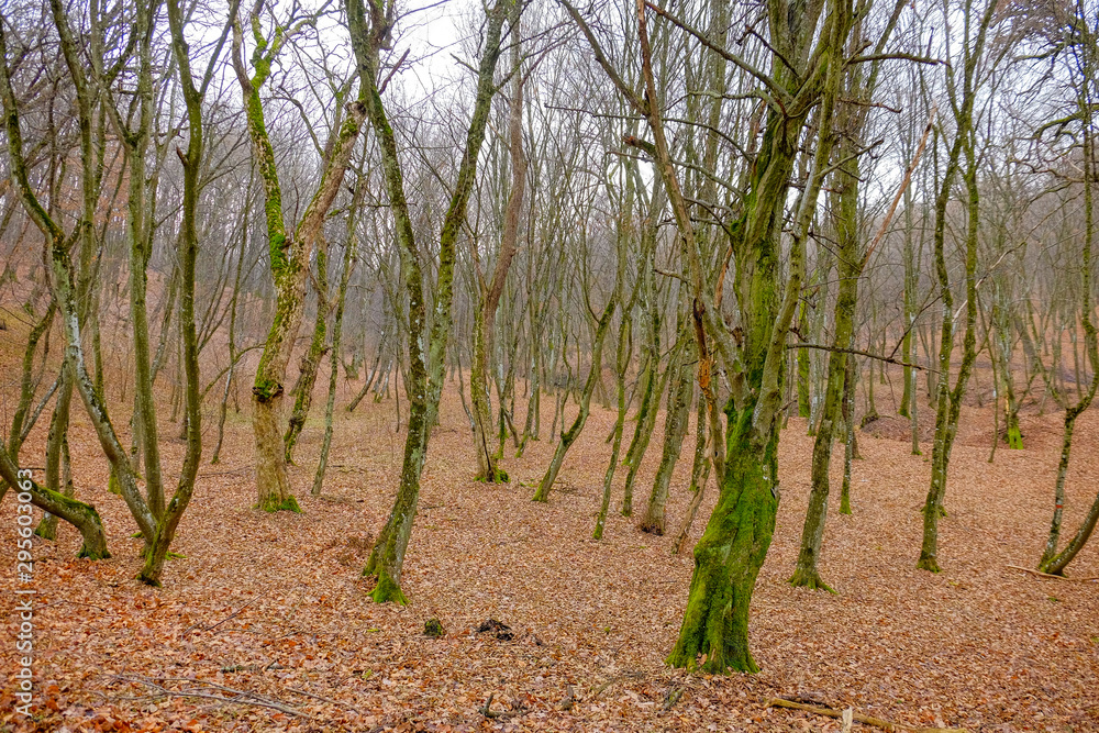 Hoia Baciu Forest. The World Most Haunted Forest with a reputation for ...